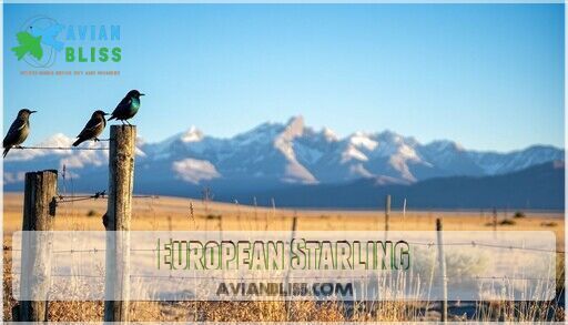Black Birds in Arizona: Identification Guide, Habitats & Species List ...