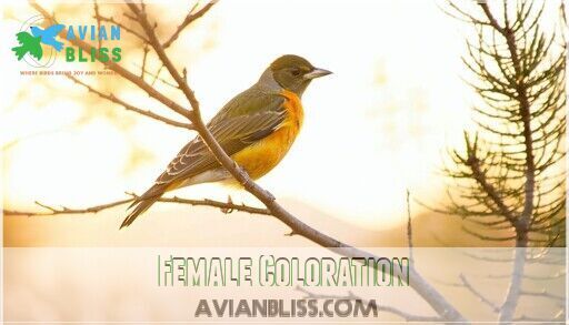 Orioles in Arizona: 3 Stunning Species, Habitats & Migration Guide