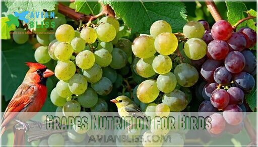 Can Birds Eat Grapes? Complete Safety Guide + Best Species to Feed