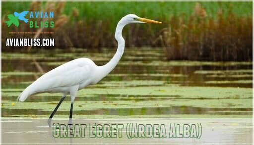 Types of White Birds: 25 Beautiful Species With Photos & ID Guide