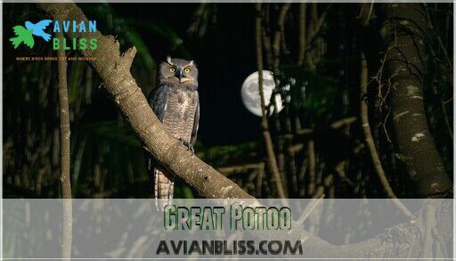 Sounds of Night Birds: 12 Species That Sing After Dark (With Audio)