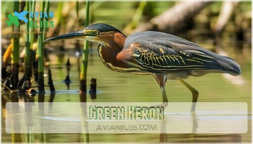 Herons in California: 9 Species Guide With Photos & Habitat Tips