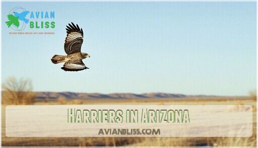 Arizona Birds of Prey: 23 Magnificent Raptors (With Pictures!)
