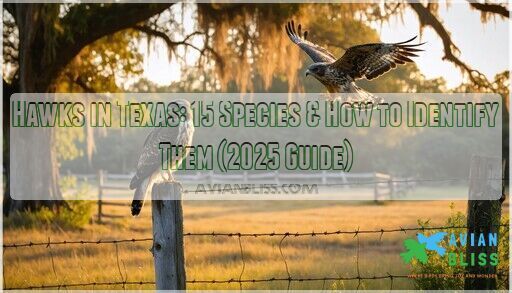 Hawks in Texas: 15 Species & How to Identify Them (2025 Guide)