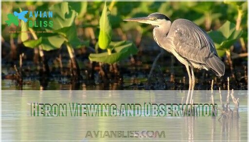 Herons in Florida: 9 Stunning Species to Spot in 2025 (Photo Guide)