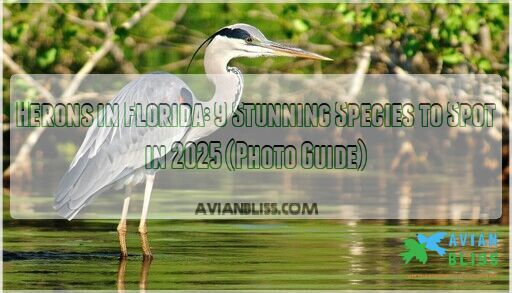 Herons in Florida: 9 Stunning Species to Spot in 2025 (Photo Guide)