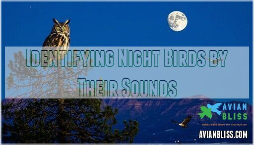 Night Birds in Colorado: Nocturnal Species Revealed