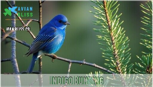 Blue Birds in Wisconsin: Complete ID Guide With Photos & Tips