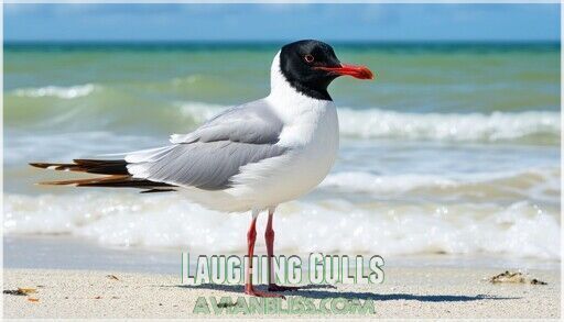 Shore Birds in Florida: Complete ID Guide With Photos & Tips