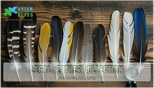 Identify Birds by Feather Patterns: Master Bird ID Like a Pro Expert