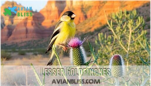 Common Birds in Arizona: Complete Guide With Photos & ID Tips (2025)