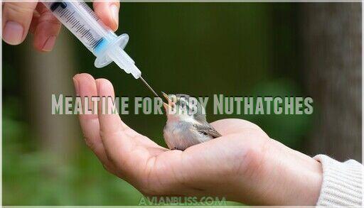What Do Baby Nuthatches Eat? Complete Diet Guide for Nestlings