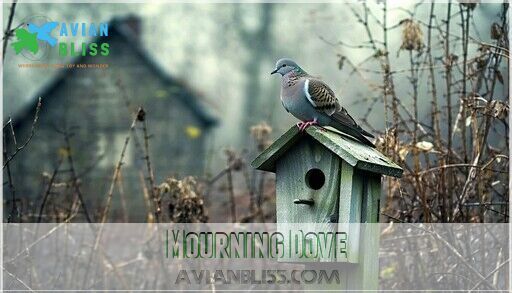 Doves in California: 7 Species ID Guide With Photos & Rare Types