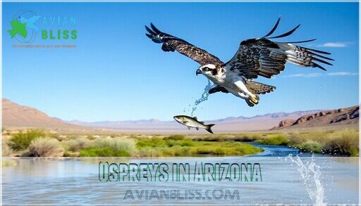 Arizona Birds of Prey: 23 Magnificent Raptors (With Pictures!)