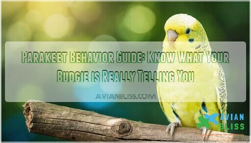 Parakeet Behavior Guide: Know What Your Budgie is Really Telling You