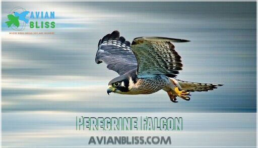 Types of Falcons: 25+ Species With Stunning Photos & Amazing Facts