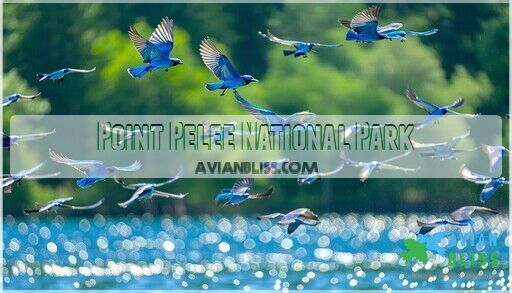 Do Blue Jays Migrate? Learn About Their Unique Patterns & Behavior