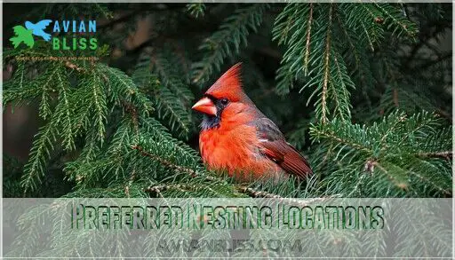 Where Do Cardinals Nest at Night? Surprising Roosting Secrets!
