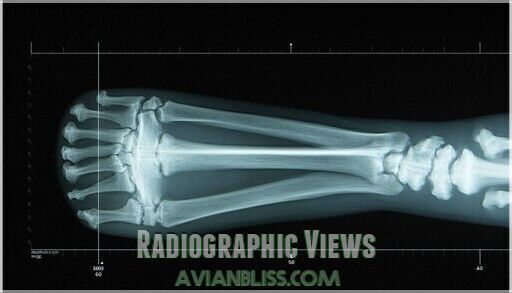 Bird Leg Problems and Treatment: Causes, Symptoms, and Effective Care