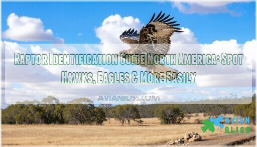 Raptor Identification Guide North America: Spot Hawks, Eagles & More Easily