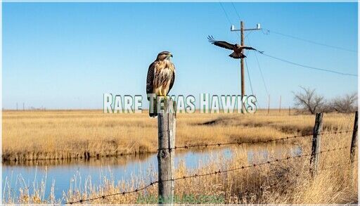 Hawks in Texas: 15 Species & How to Identify Them (2025 Guide)
