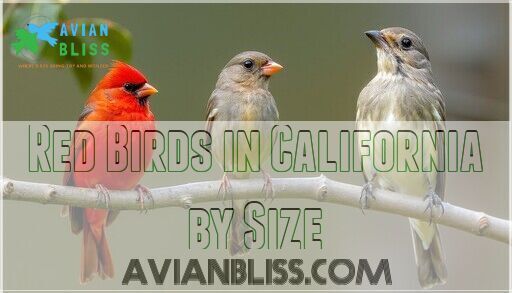 Red Birds in California: 25 Stunning Species + ID Guide (2025)