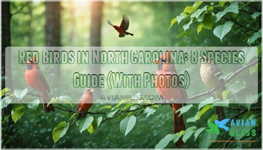 Red Birds in North Carolina: 8 Species Guide (With Photos)