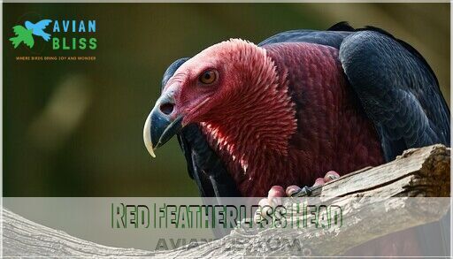 Turkey Vulture Identification: Easy Guide to Spotting These Birds