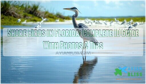 Shore Birds in Florida: Complete ID Guide With Photos & Tips