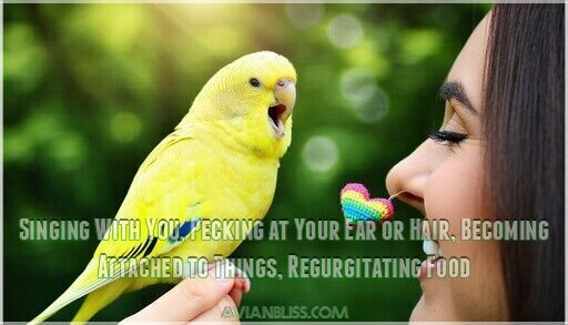 Parakeet Behavior Guide: Know What Your Budgie is Really Telling You