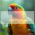 Bird Sneezing Respiratory Problem: Top Causes, Signs & How to Help Your ...