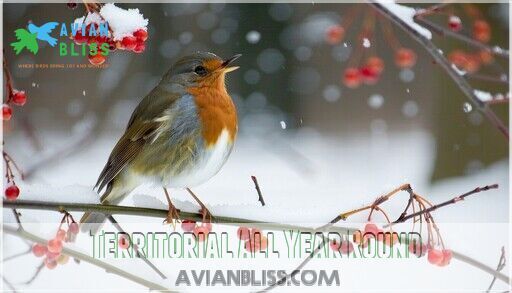 The Winter Muse: Why European Robins Rule Christmas & Cold Months