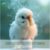 Bird Sneezing Respiratory Problem: Top Causes, Signs & How to Help Your ...