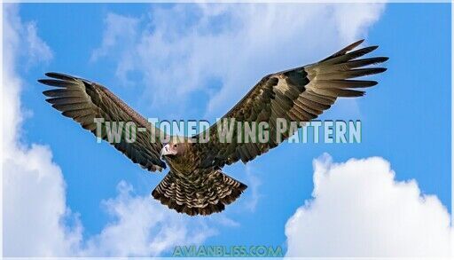 Turkey Vulture Identification: Easy Guide to Spotting These Birds