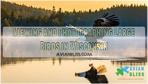 Large Birds in Wisconsin: Top Species, Habitats, and ID Tips