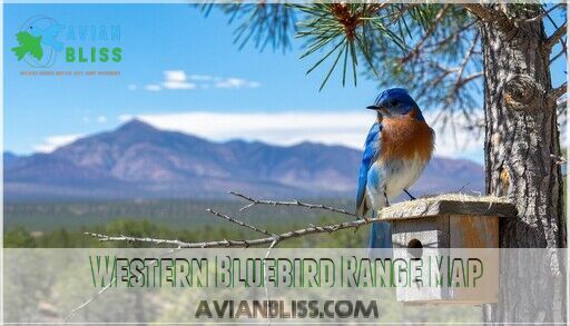 Blue Birds in Arizona: 13 Species Guide + Photos for Quick ID