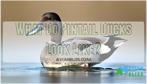 What is a Bull Sprig? The Amazing Pintail Duck Facts Revealed