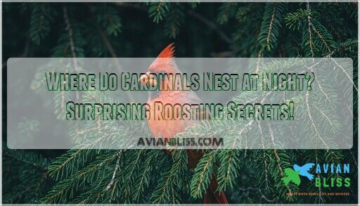 Where Do Cardinals Nest at Night? Surprising Roosting Secrets!