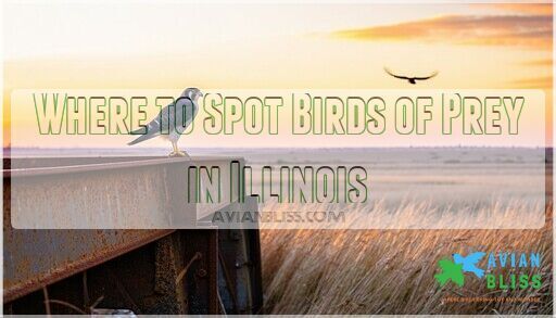 Illinois Birds of Prey: 19 Species Guide With Photos (2025)