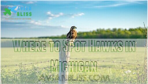 Hawks in Michigan: 15 Species ID Guide + Best Viewing Spots (2025)