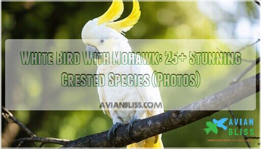 White Bird With Mohawk: 25+ Stunning Crested Species (Photos)