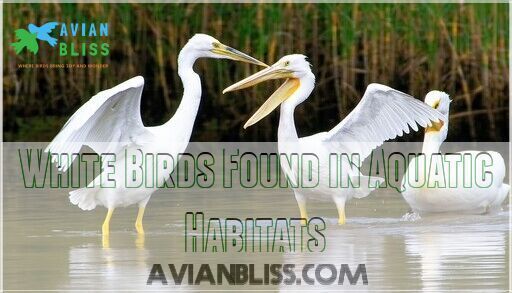 Types of White Birds: 25 Beautiful Species With Photos & ID Guide