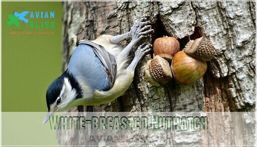 Backyard Birds of Kansas: 38 Common Species With Pictures (2025)