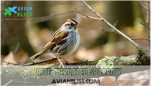 Sparrows with Yellow Heads: ID and Photos