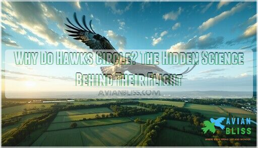 Why Do Hawks Circle? The Hidden Science Behind Their Flight