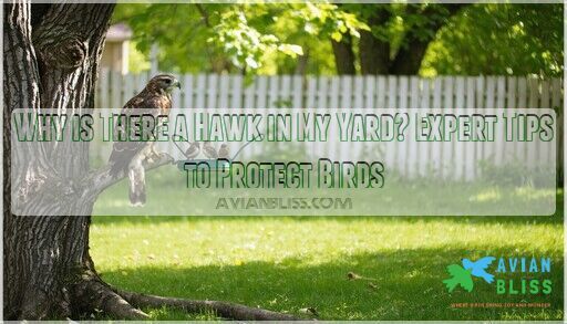 Why is There a Hawk in My Yard? Expert Tips to Protect Birds