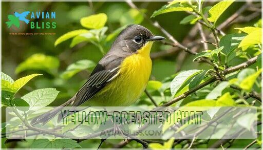 Yellow Birds in Virginia: 9 Species Guide With Photos & ID Tips