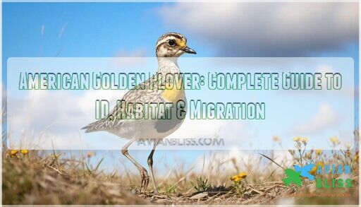 American Golden Plover: Complete Guide to ID, Habitat & Migration