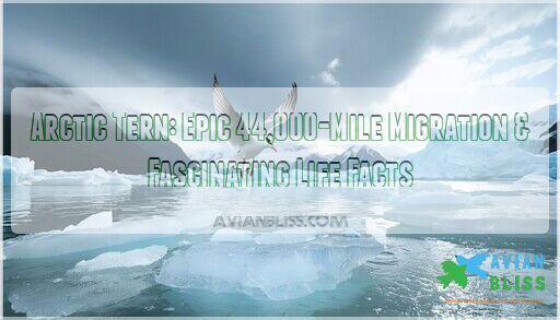 Arctic Tern: Epic 44,000-Mile Migration & Fascinating Life Facts