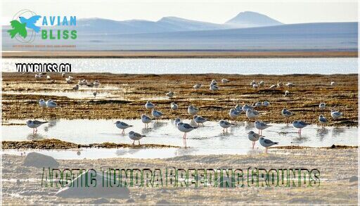 Sanderling Bird Guide: ID Tips, Behavior & Migration Secrets
